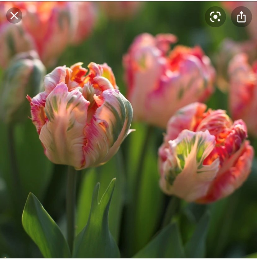 Mae Flowers - 4 weeks of blooms – Springhill Flower farm